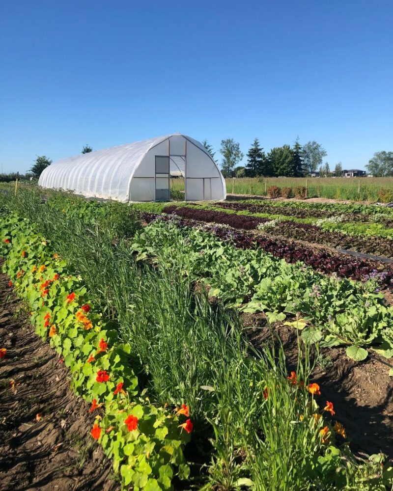 Chefs in the Field – Growing Connections Between Kitchen & Farm – Chefs ...